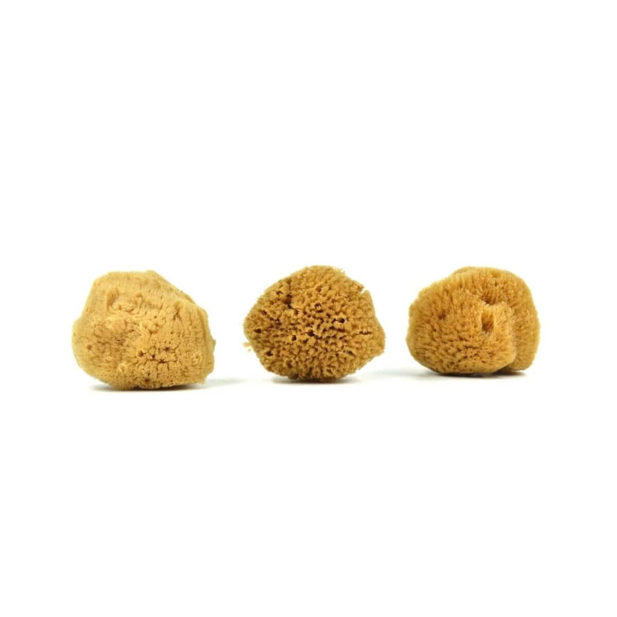 Buy premium quality natural sea sponges online | Spongean